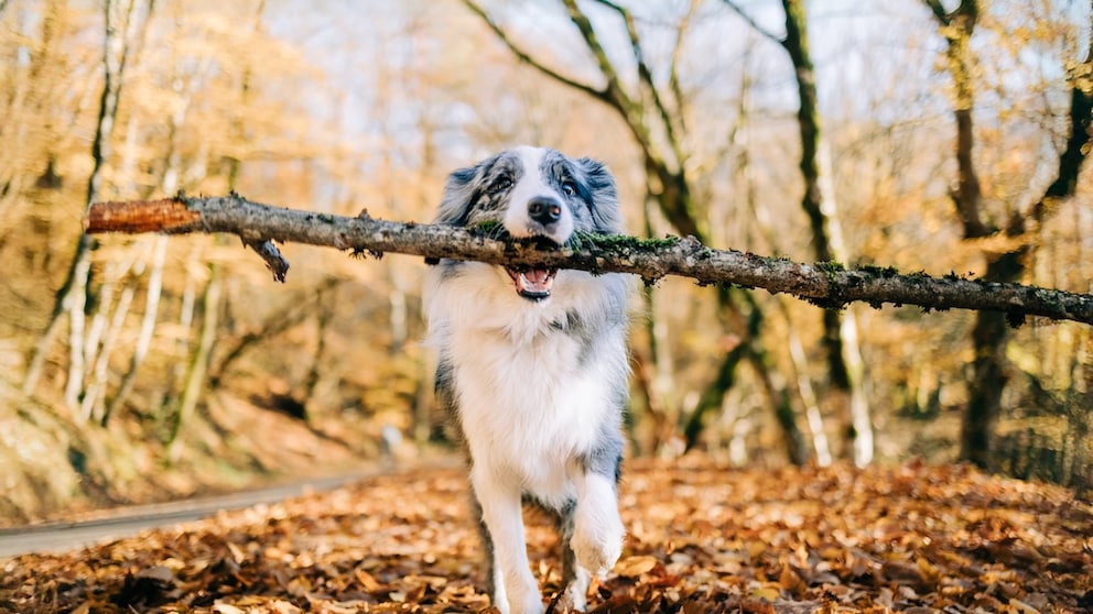 Why dogs love to carry huge branches around