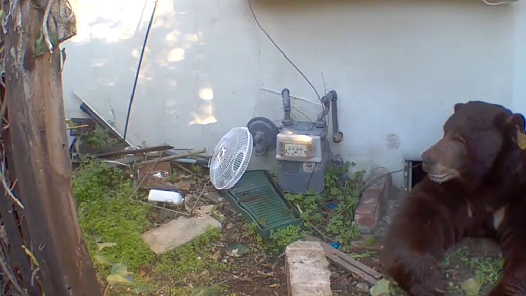 Bear living under Altadena home finally leaves, California Department ...