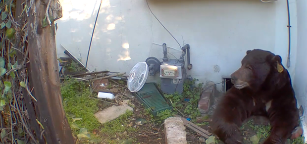 State wildlife officials try to coax bear out of Altadena crawl space