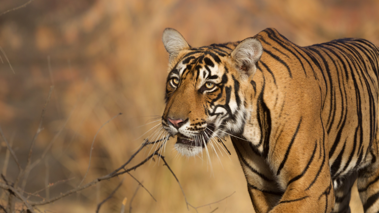 5 Tiger Reserves in India Where Your Chances of a Sighting Are Actually ...