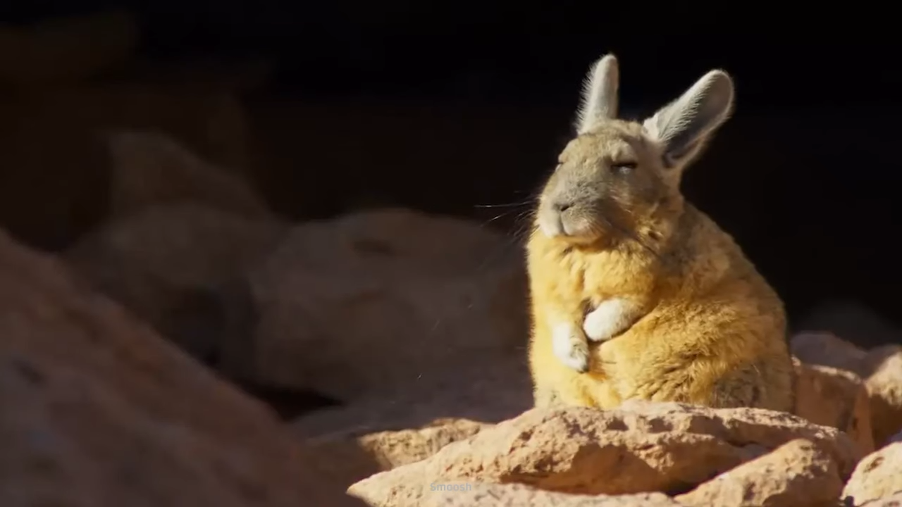 The fluffy Andes animal whose tired expression became viral gold