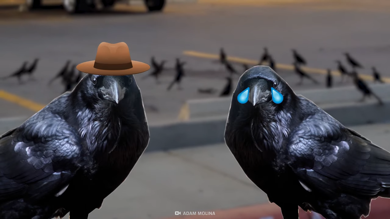 The extraordinary behaviors proving crows are far smarter than we realized