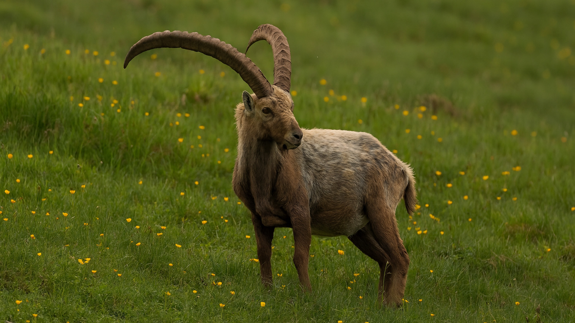 Stambecco vigile su un prato di montagna