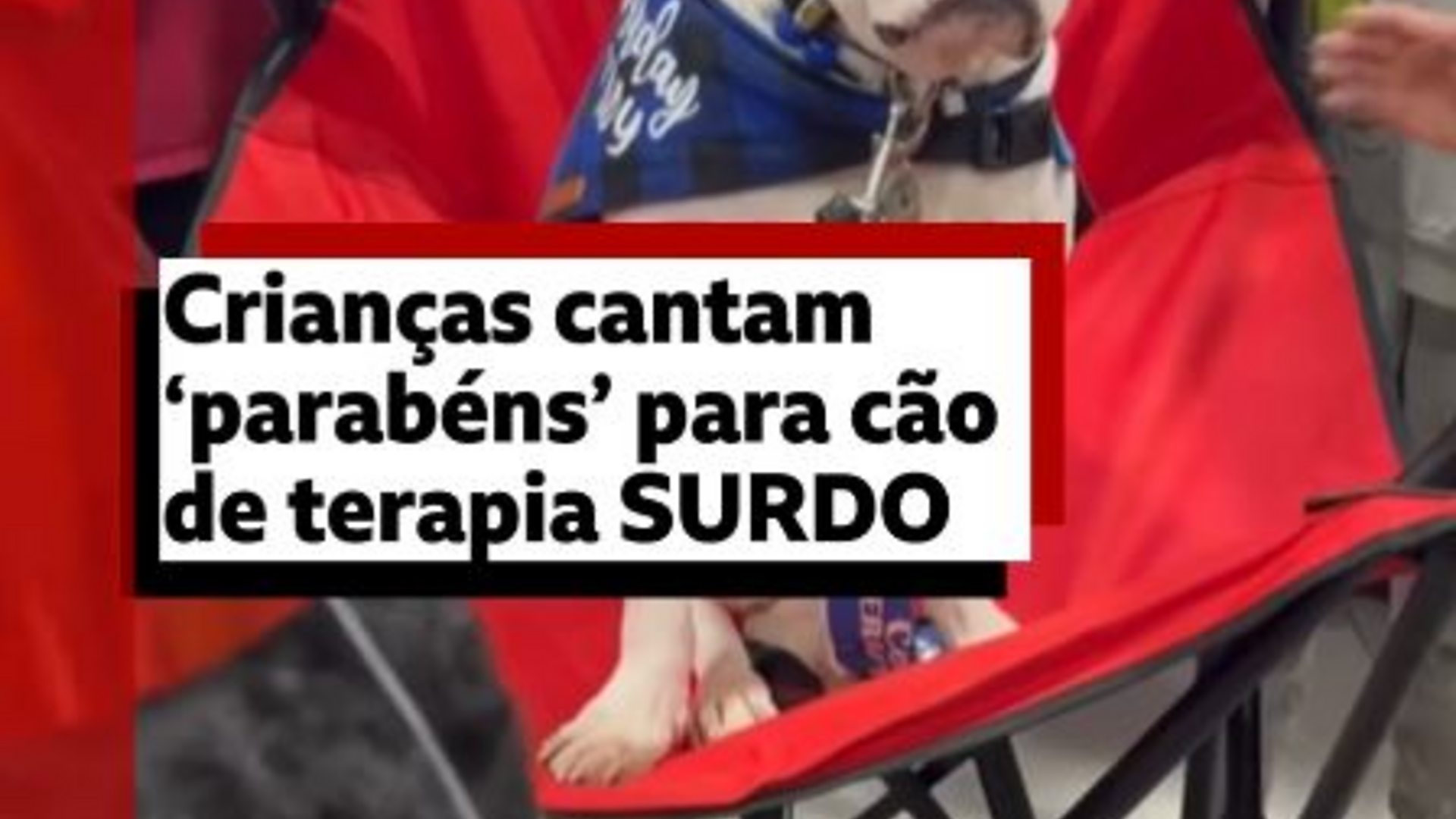 Crianças cantam 'parabéns pra você' em língua de sinais para cão surdo