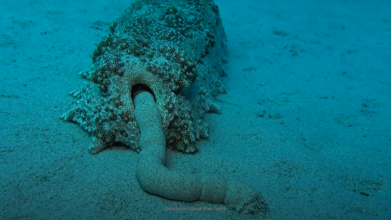 How a harmless-looking creature unleashes one of the strangest defenses ...