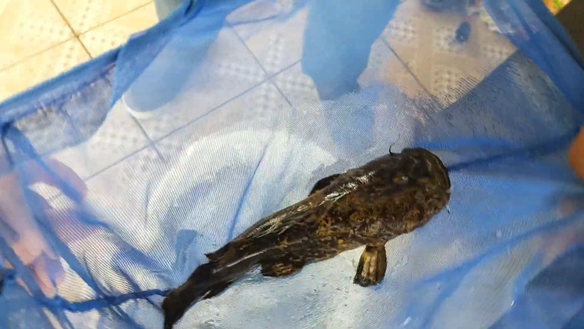 Rare exotic Jelly Catfish becomes my new pet