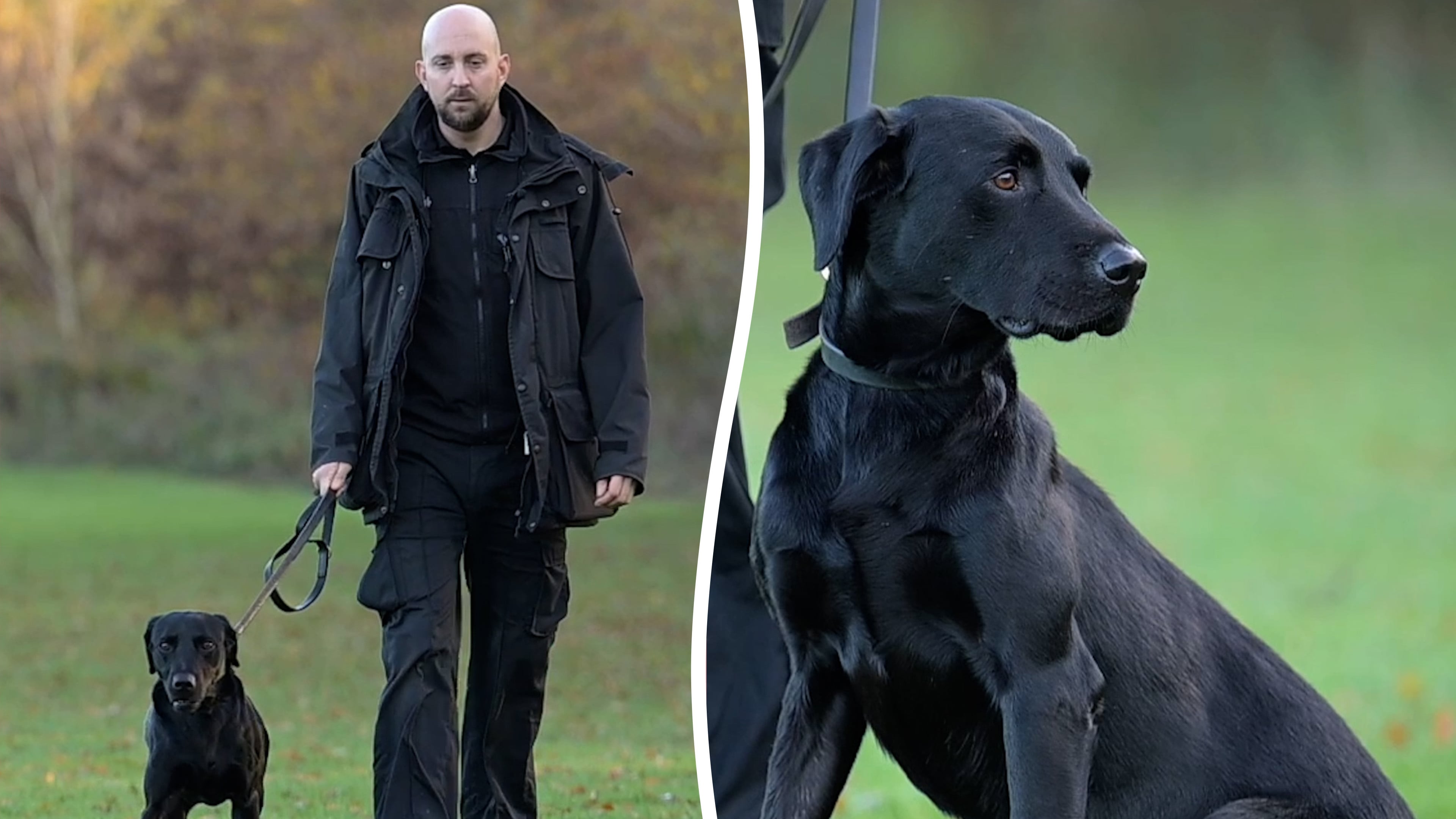 Drug-busting black Labrador crowned Britain's top prison dog