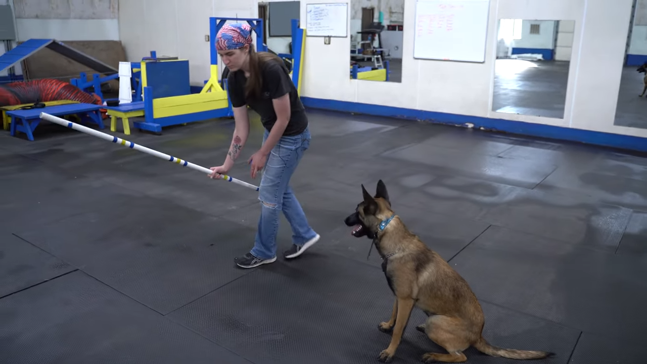 Inside the training routine that sharpens precision for obedience ...
