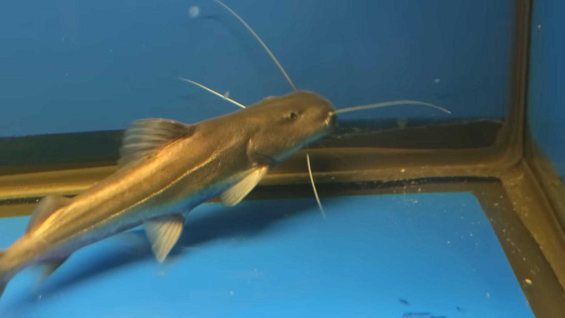 Buying monster predator fish