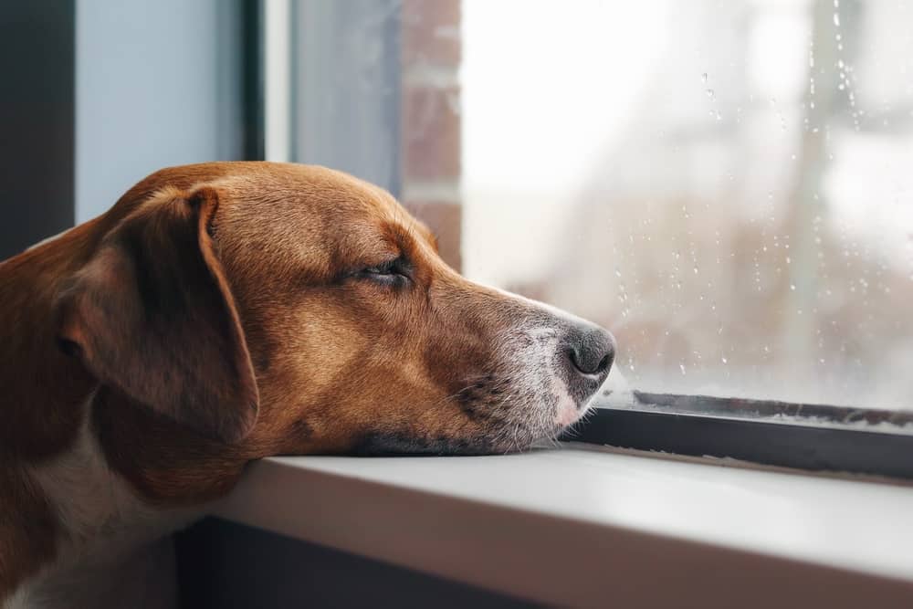 So benimmt sich ein Hund, wenn sein Ende naht