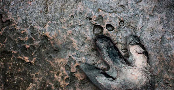 7 prehistoric fossils a science teacher discovered in an Alabama coal mine