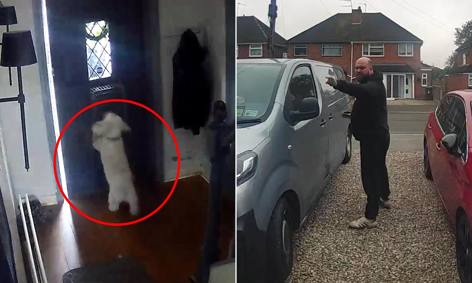 Hilarious moment mischievous Cavachon puppy locks owner out after he ...