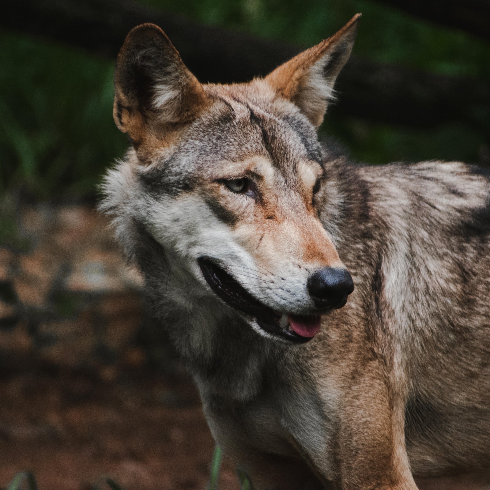 Wolves kill 9 people, mostly children, in separate attacks in India