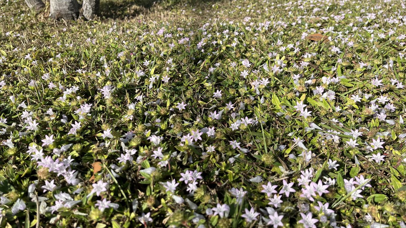 "Florida snow" thrives in drought, turning lawns into flower fields