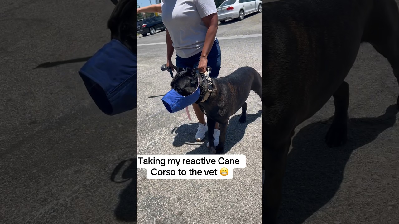 Dog stays perfectly well behaved during vet visit