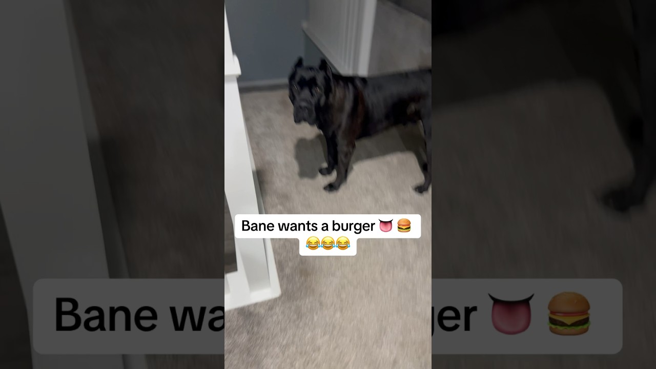 Our dog thinks everybody’s food belongs to him