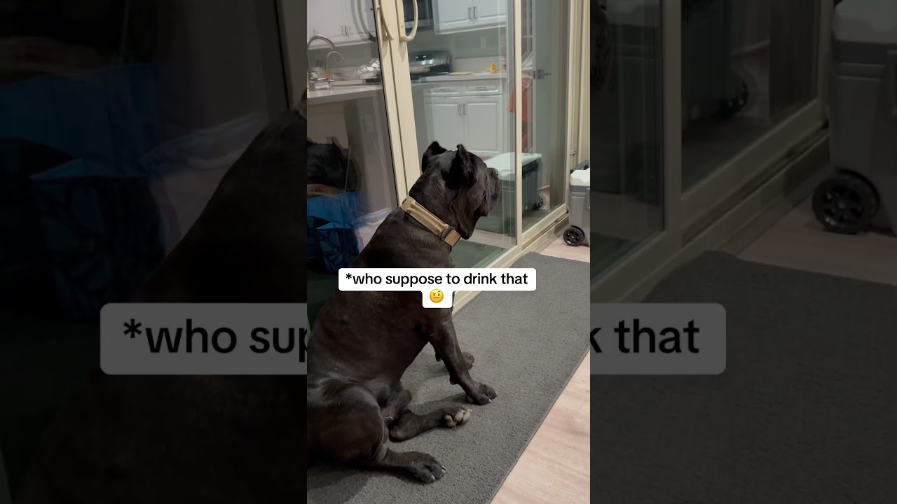 Dog and mom have the wildest hilarious moments