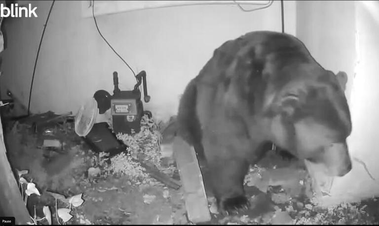 Altadena resident stunned by bear living under home: 'It roared from ...