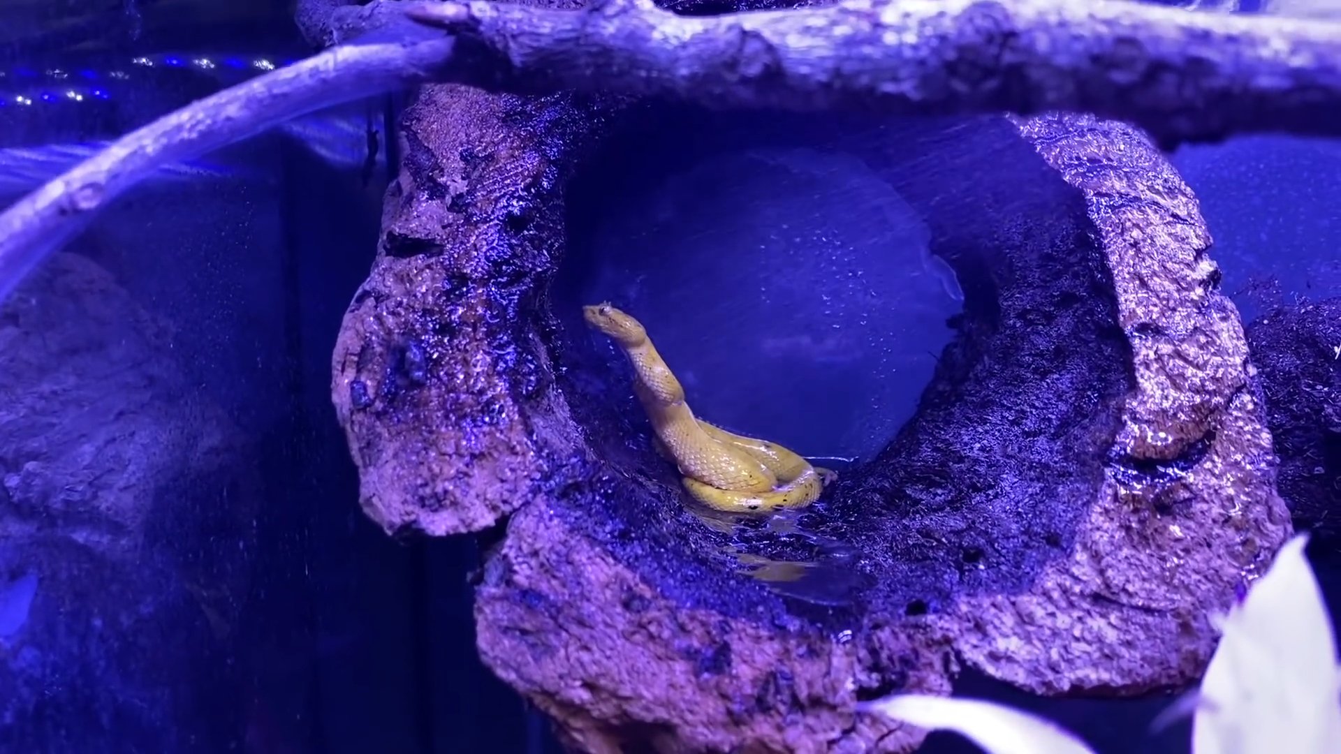 Rattlesnake enclosure makeover that required serious caution