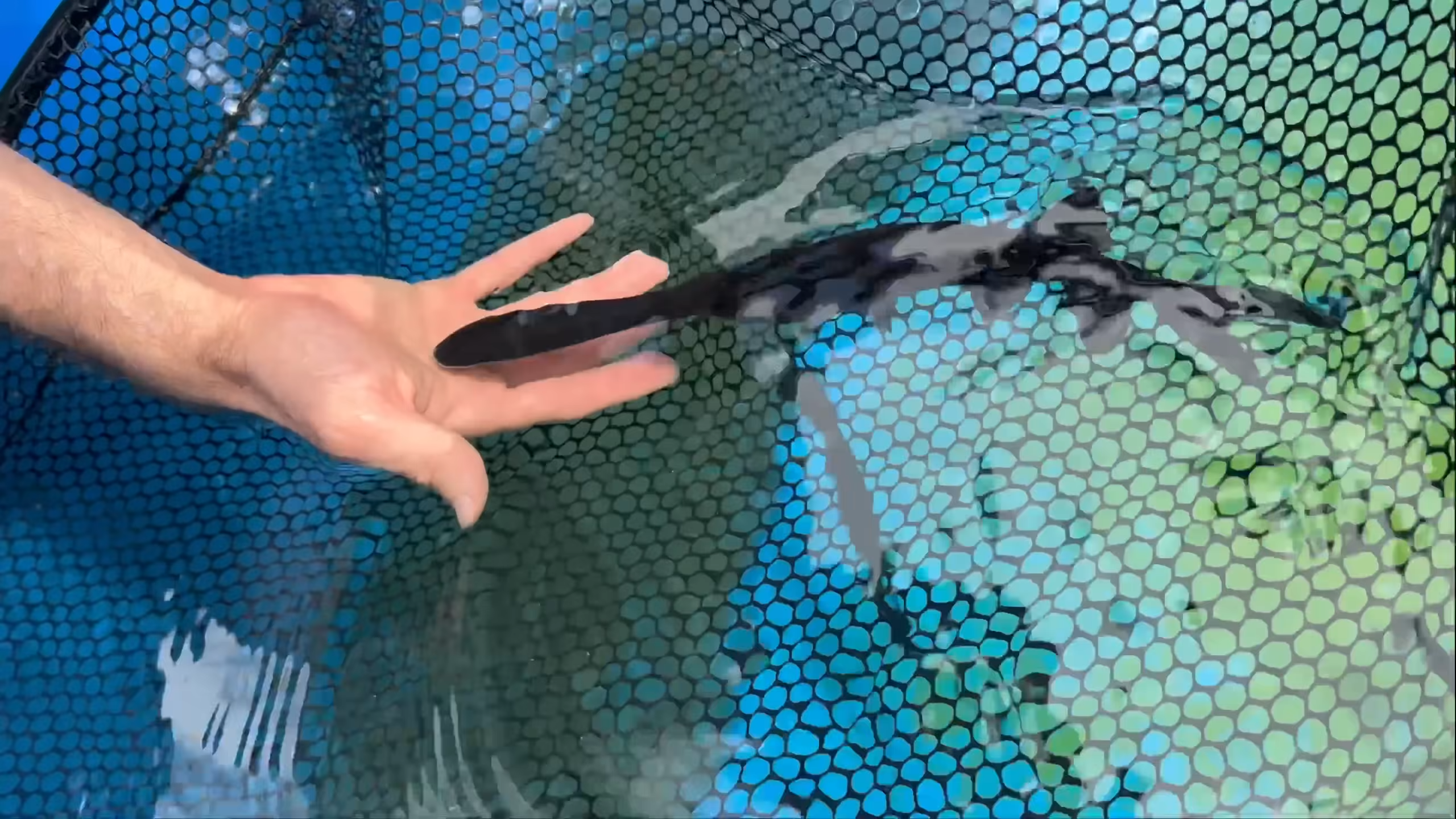 I bought the rarest prehistoric aquarium fish