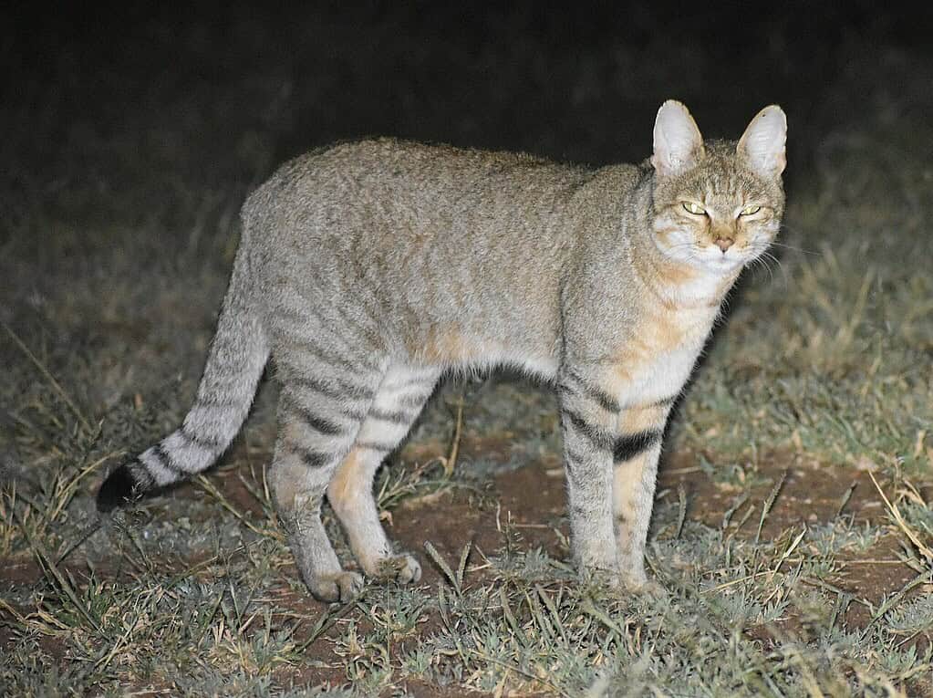 Ancient Genomes Show How Cats Actually Conquered the World
