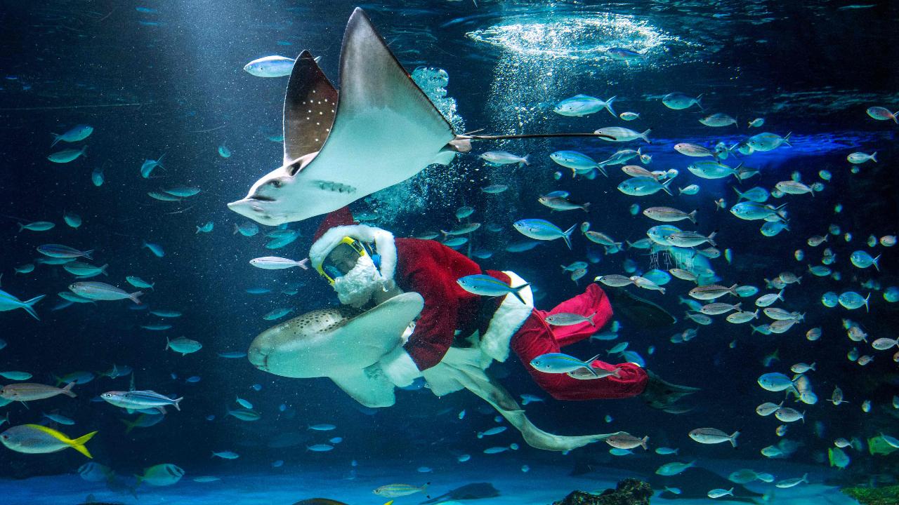 IN PHOTOS Christmas 2025 Glimpses of preparations from around the world