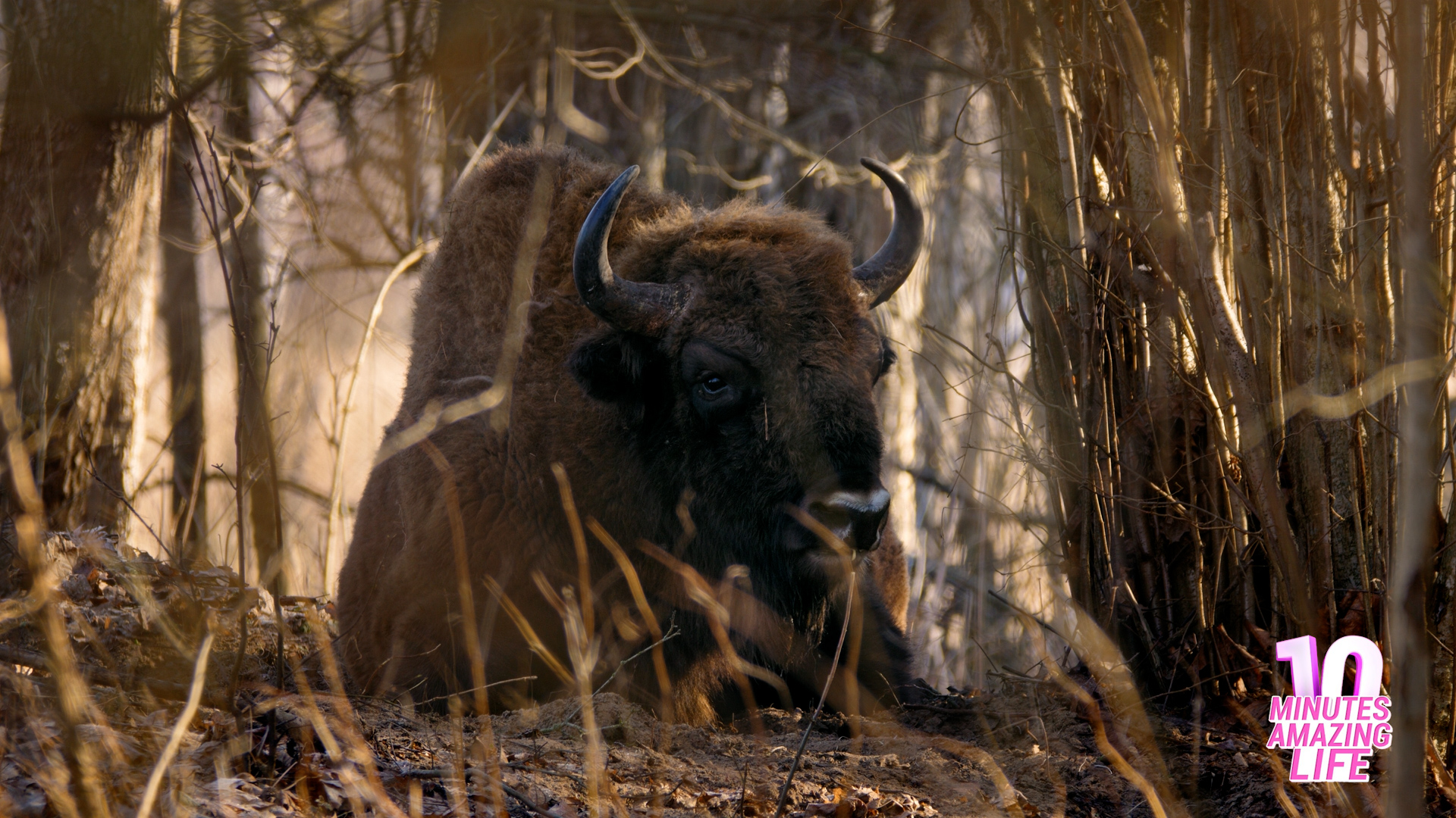 A Bison Resting Quietly in the Forest