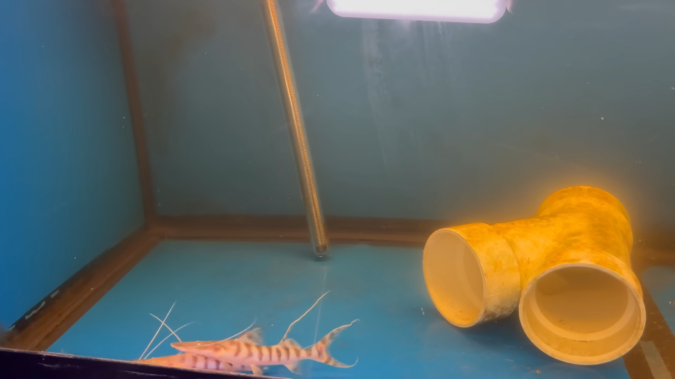 I bought the world’s rarest aquarium fish