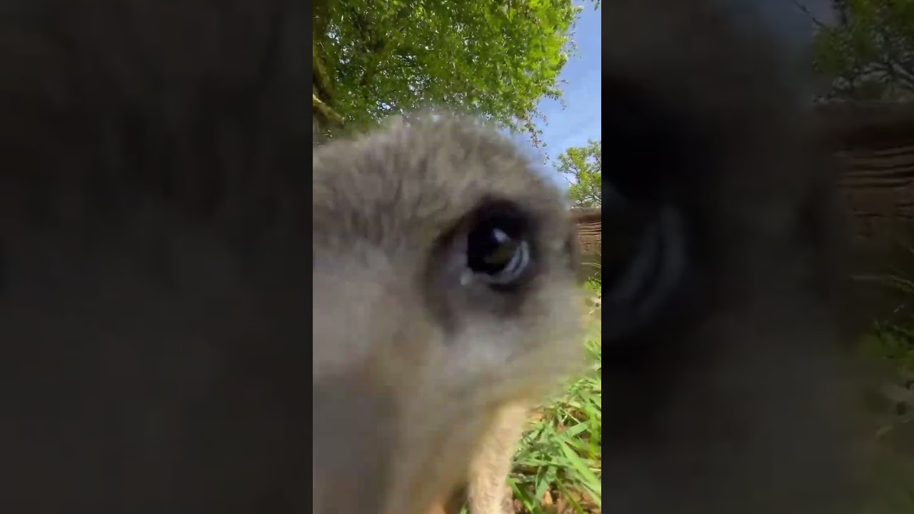 Curious meerkat family keeps a watchful eye on the world