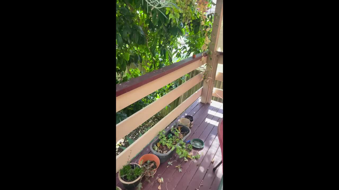 Possum peacefully naps in hanging pot in Brisbane, Australia
