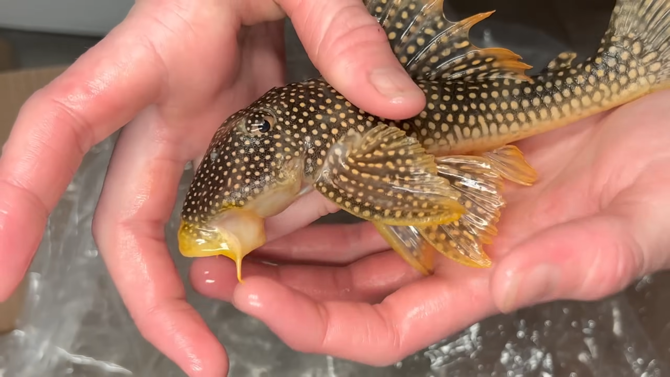 I bought the world’s rarest alien fish