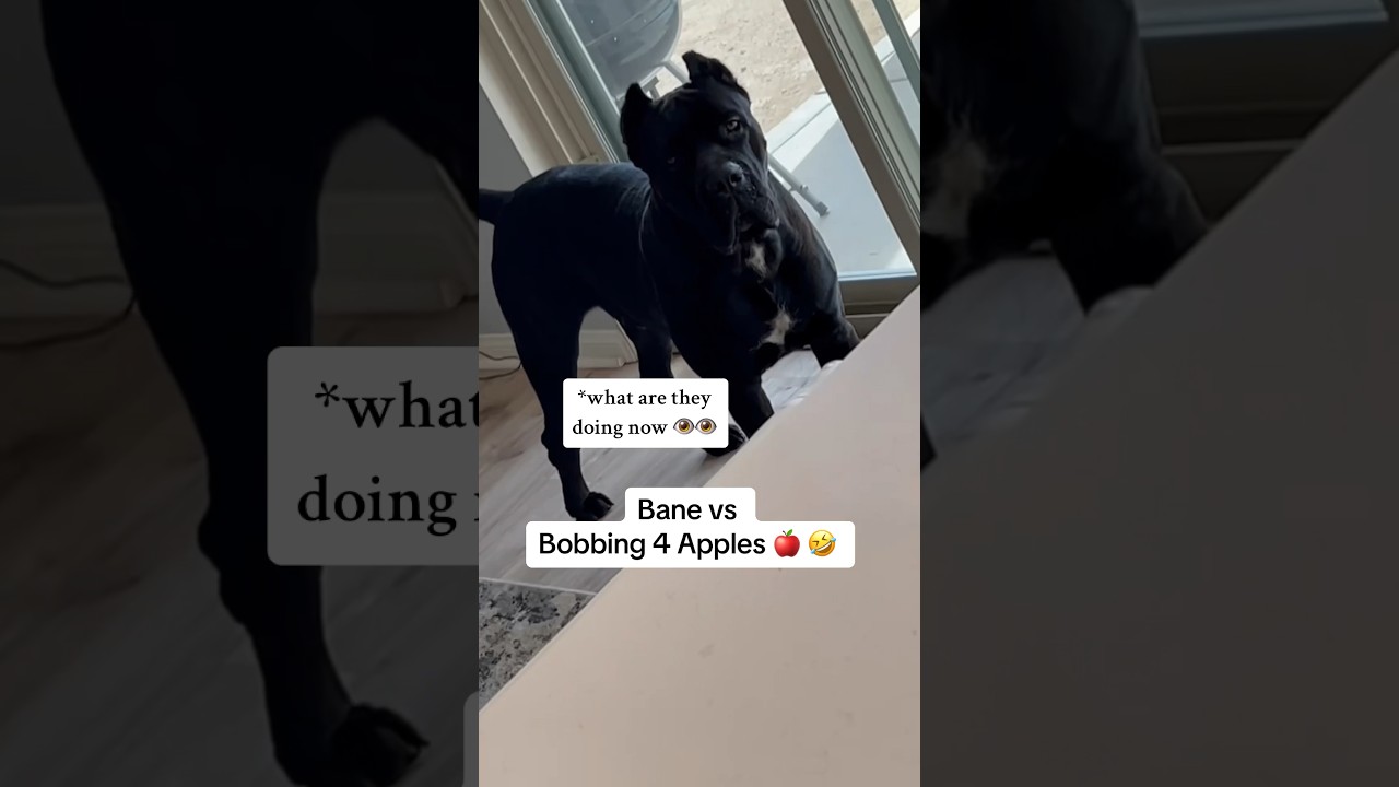 Dog struggles with bobbing for apples in hilarious attempt