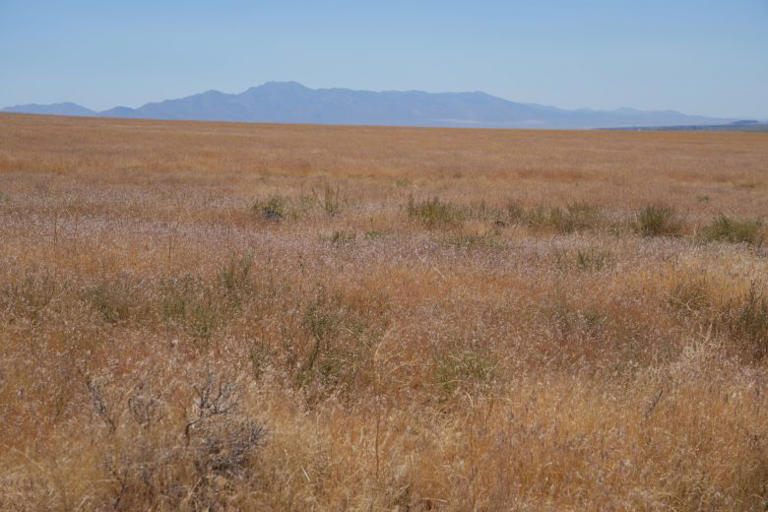 Inside Wyoming’s fight against cheatgrass, the ‘most existential ...
