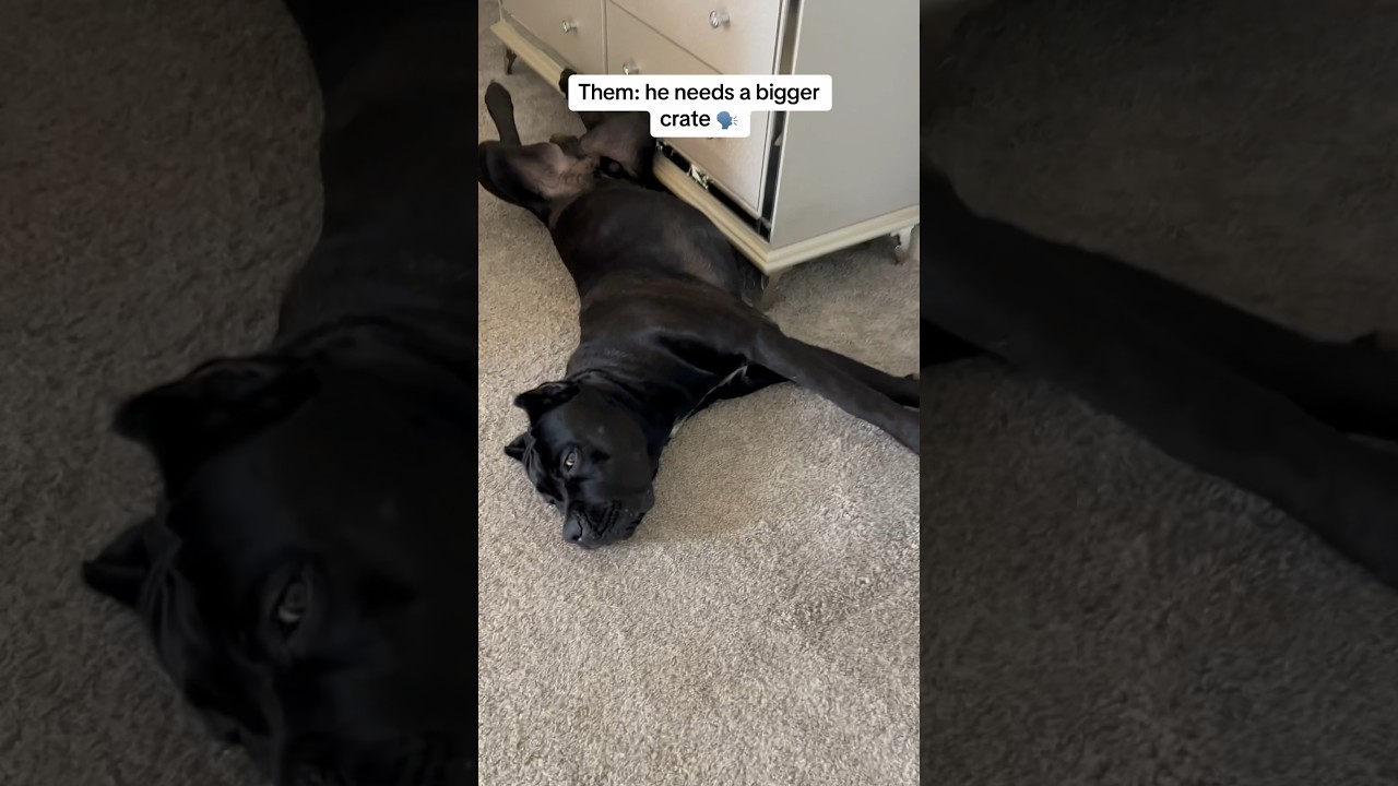 Dog settles for the floor when things don’t go his way