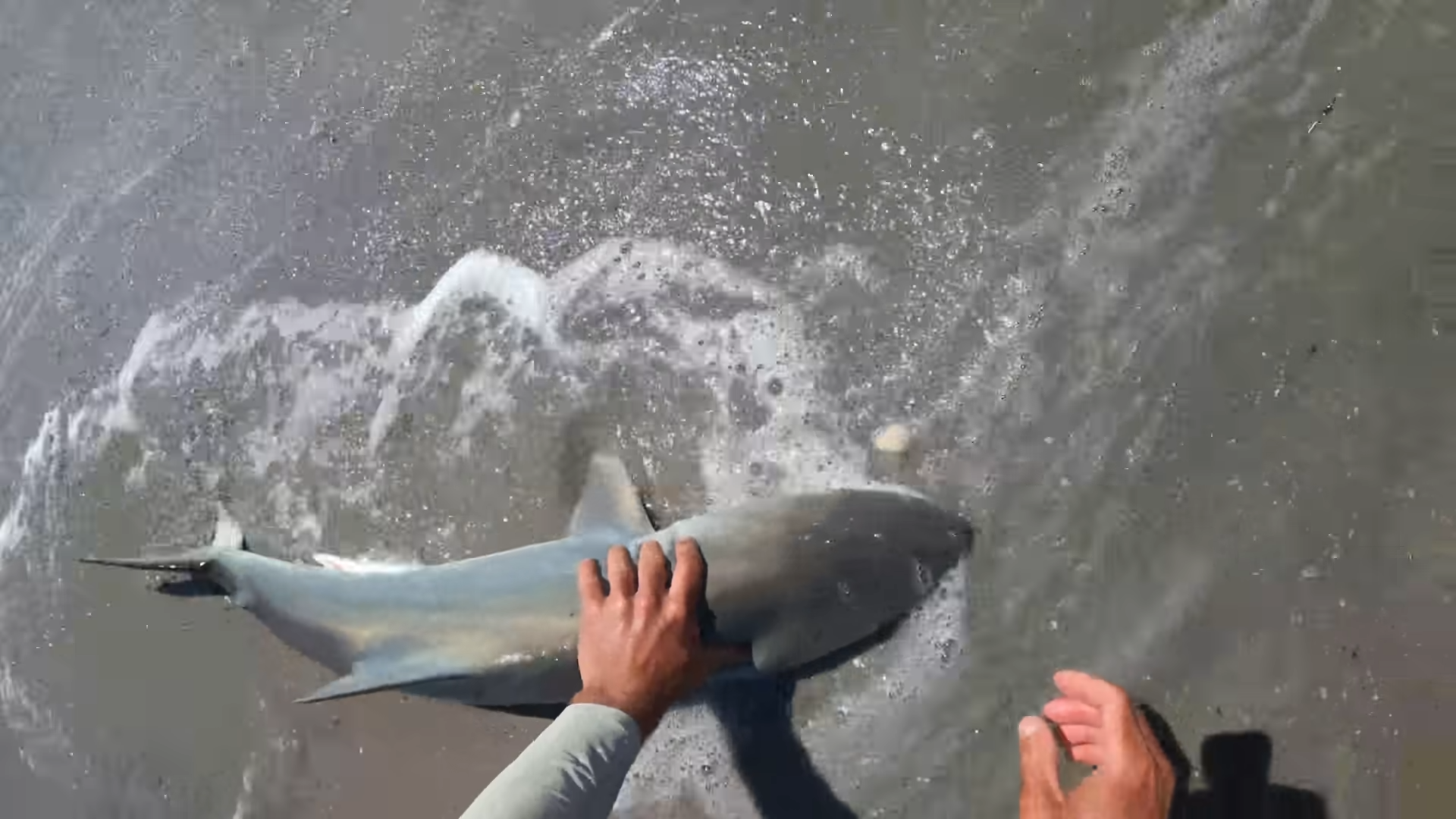 What happens when Sharks flood the beach