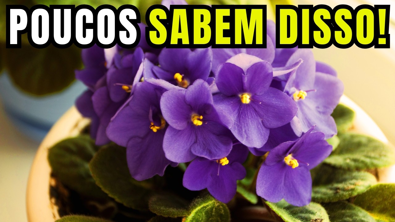 Como Cuidar de Violetas — Deixe Elas Lindas e Exuberantes