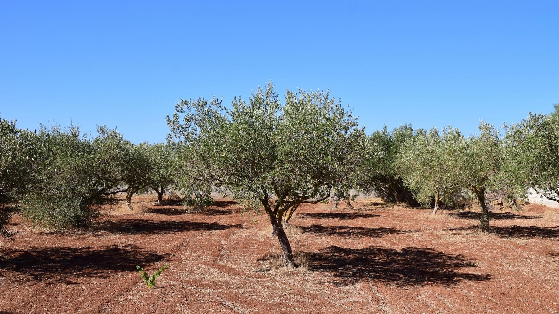 Revolución en la industria agrícola: los olivares superdensos dan la ...