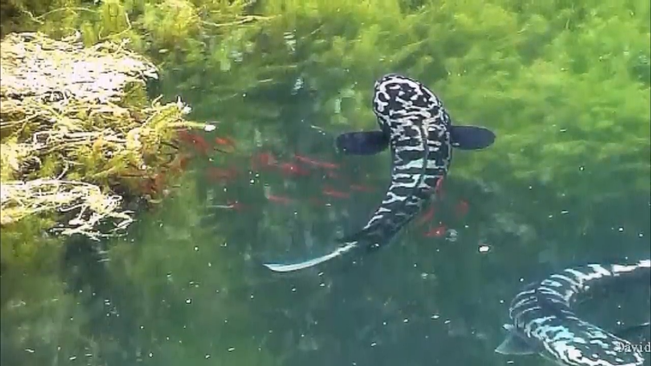 More enormous river titans proving freshwater fish can rival ocean monsters