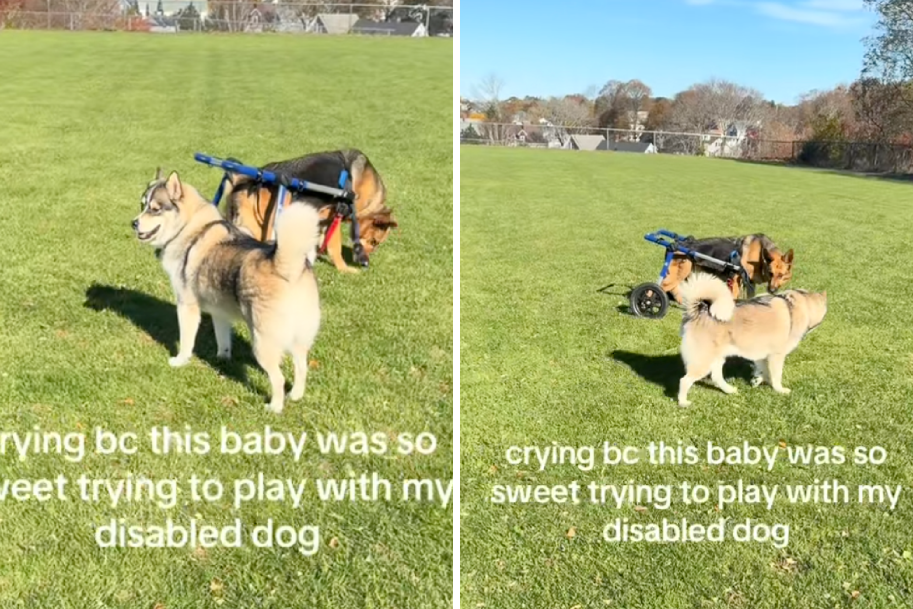 Owner films disabled dog at park—not ready for what’s captured: "my heart"