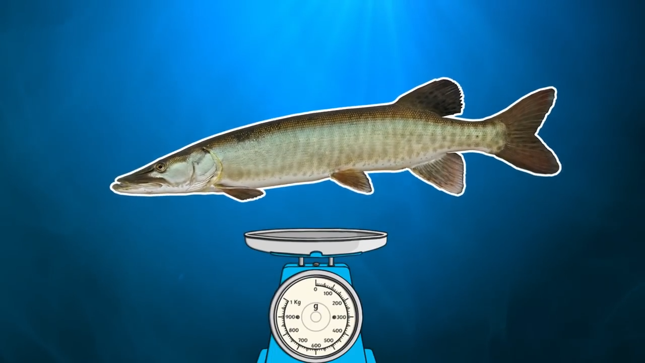 Five heavyweight river titans proving the biggest fish aren’t in the ocean
