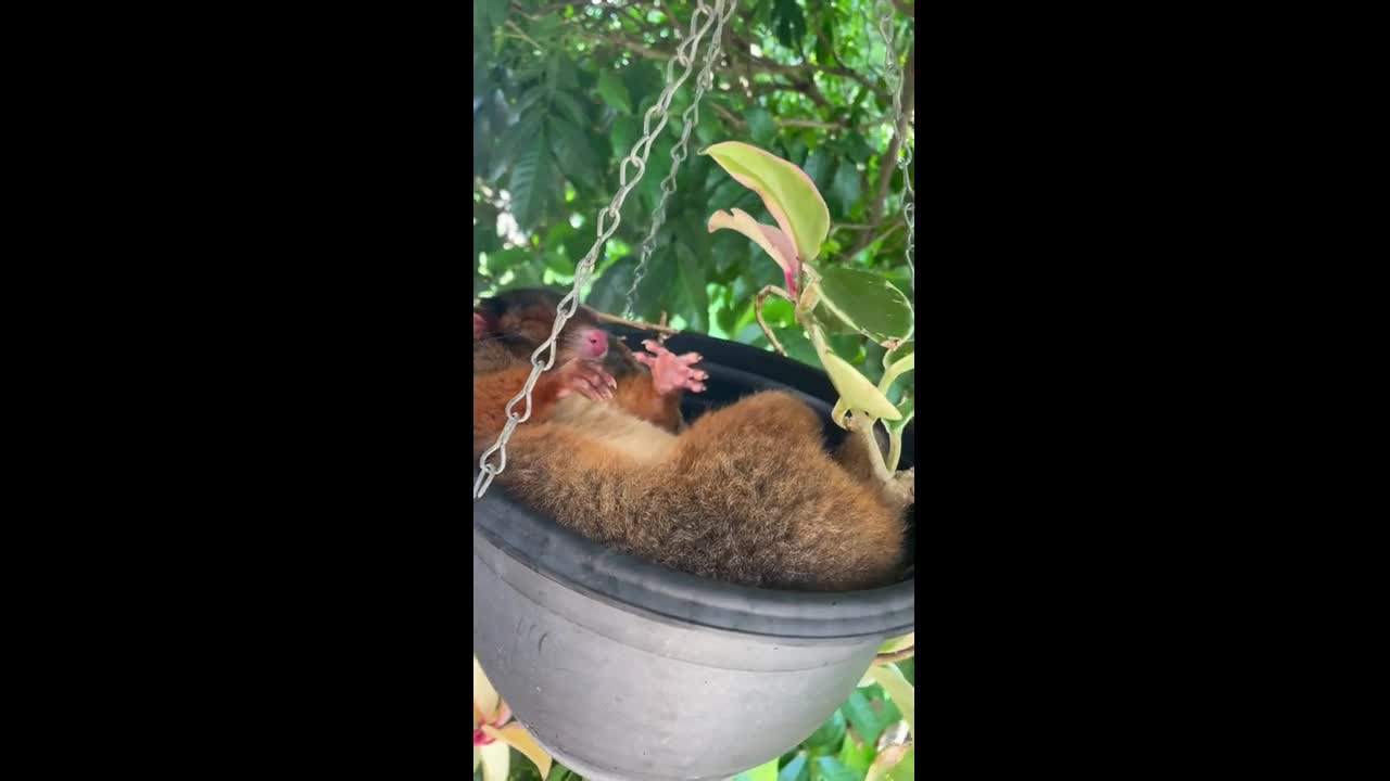 Possum peacefully naps in hanging pot in Brisbane, Australia