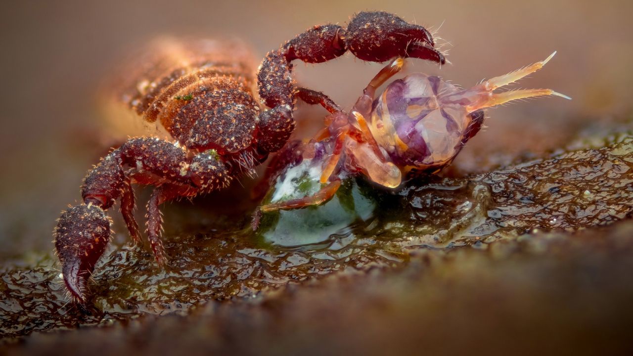 17-year-old captures the detail of this tiny predator with a Fujifilm X ...