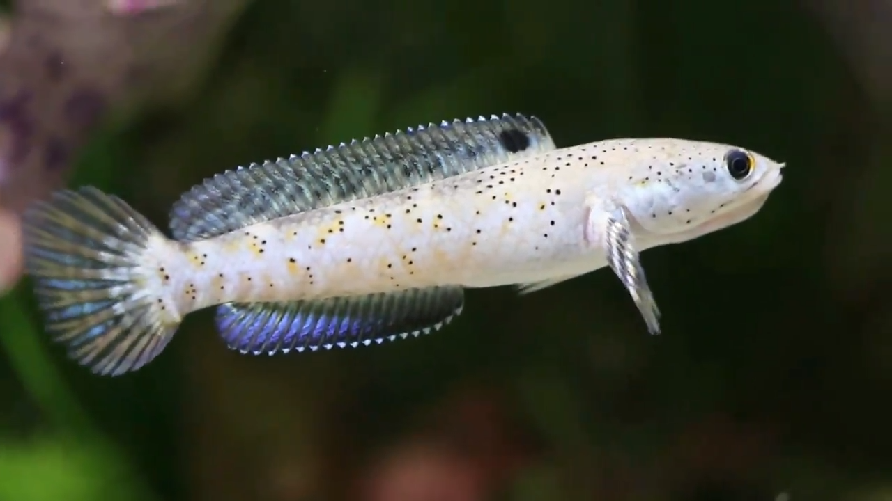 Meet the five enormous freshwater fish pushing size to the extreme