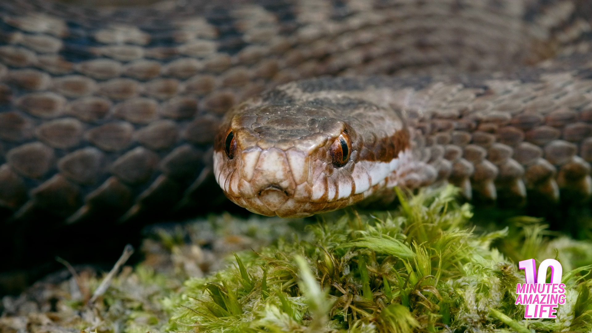Een Adder die op het Mos Rust