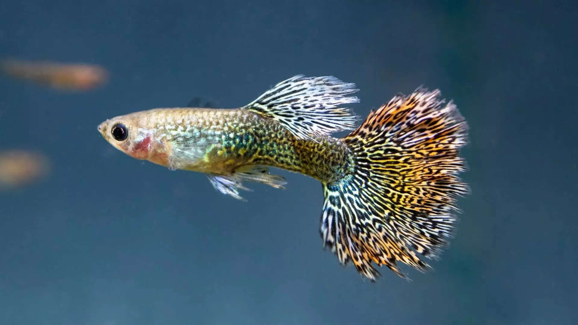 8 small fish that are fun and easy to care for