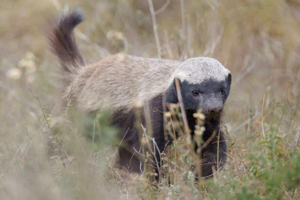 Which Animal is the Most Fearless on Earth? Here’s the Truth