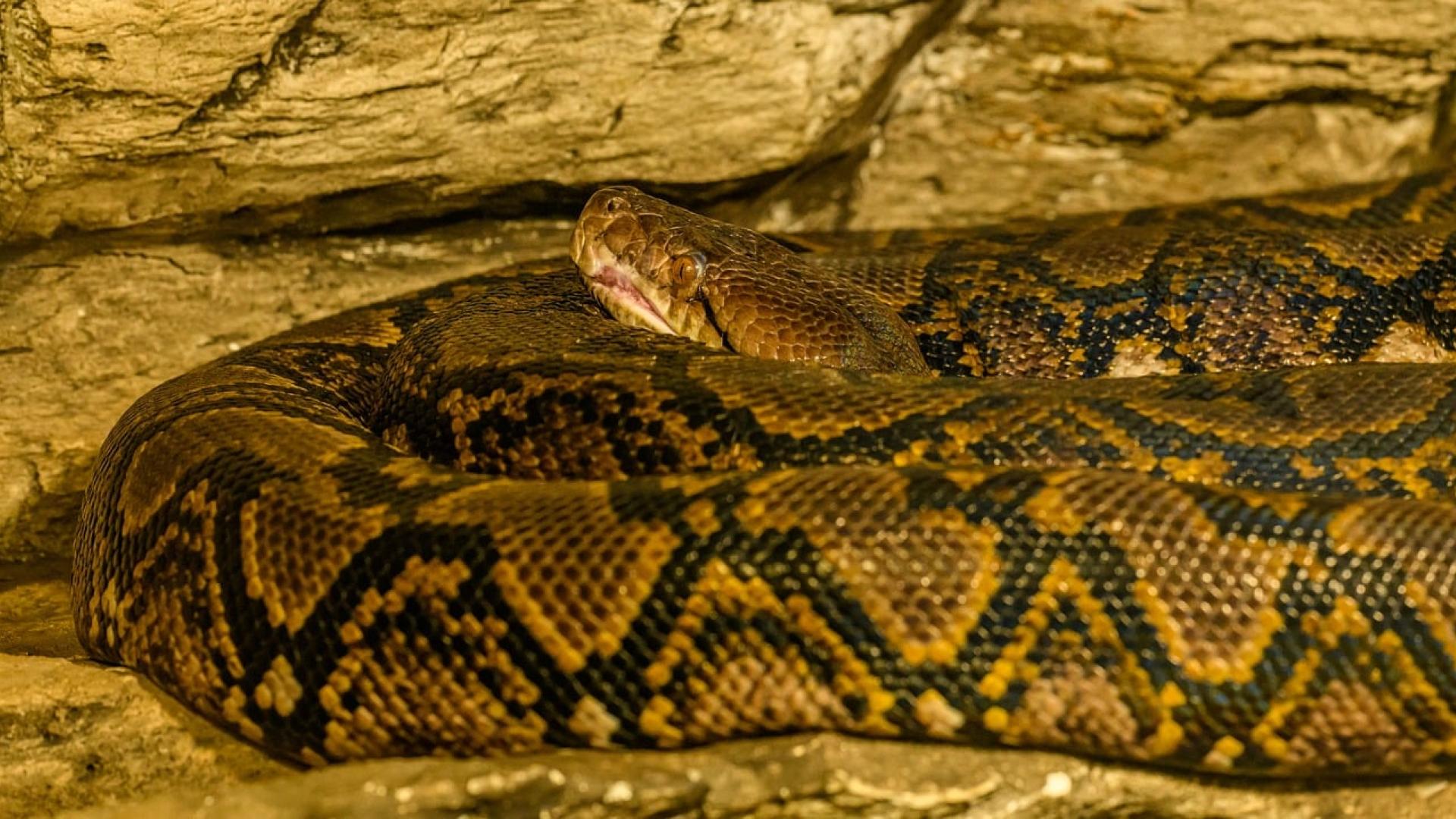 Decomisadas en una casa de Zaragoza una pitón y una boa constrictor
