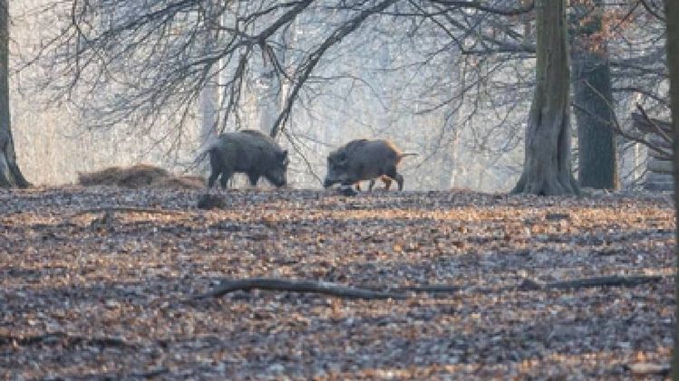 Young man killed in accidental firing during wild boar hunt in Sikkim's ...