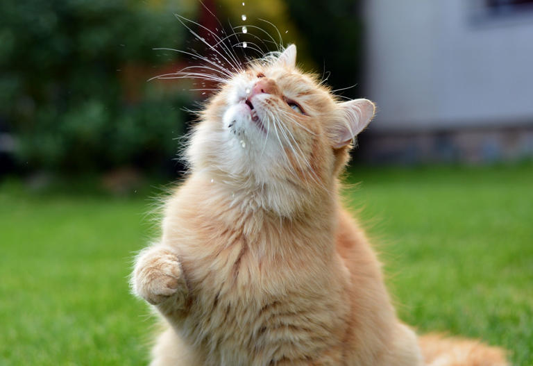 A Vet Explains Why Cats Splash Their Water Before Drinking
