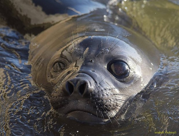 Francisca, la primera elefanta marina nacida en Uruguay, se fue por ...